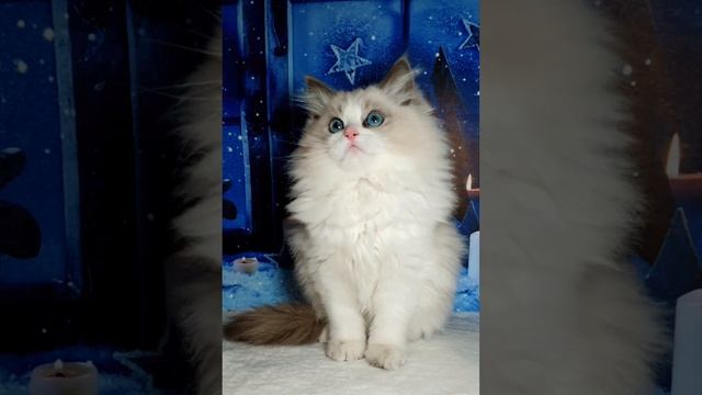 ШОУ котенок блю биколор рэгдолл. Ragdoll Fairy-tale Family & Reborn Rich
