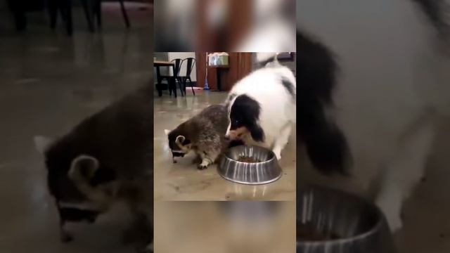 Как енот собаку объедал