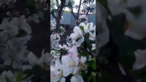 весна цветут деревья