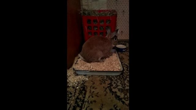 Ирискин раскапывает опилки