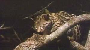 Дикие кошки, рысь в природе BBC Дикая природа koshka
