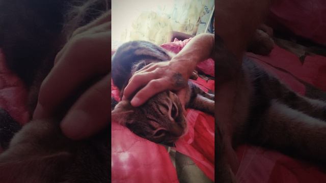 У кота Степана всë отлично 😻