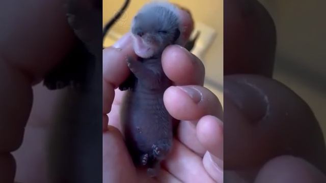 Ничего милее, чем этот крошка хорек, вы сегодня уже не увидите!