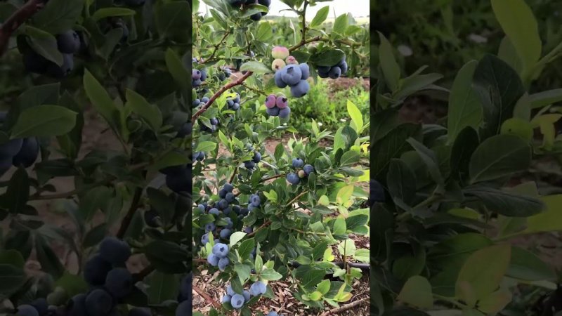 Blueberry Huron. #голубика #голубикасадовая #саженцыголубики #blueberry