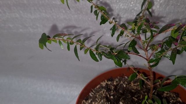 Тарентино зеленый 7