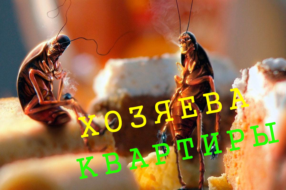 1 000 000 тараканов