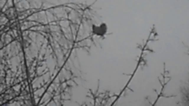 Белка по веткам 34646464 DSCN5050