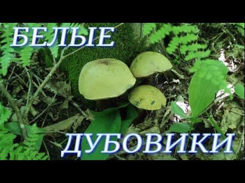 №197/ Поездка в лес по грибы  Повезло на БЕЛЫЕ и ДУБОВИКИ. Лесная пасека.