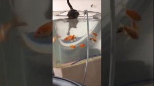Не простые взаимоотношения котиков и аквариумов