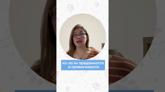 Ссылка на бесплатный мастер-класс в описании профиля #shorts #shortsvideo #кинолог #собака #чихуахуа