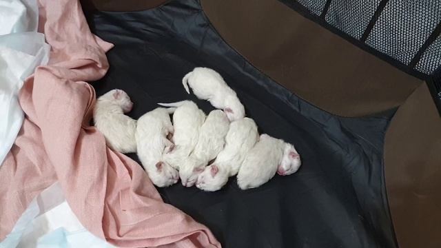 Новорожденный котенок ползет к братьям и сестрам???