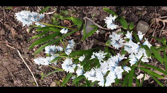 ДЫХАНИЕ ВЕСНЫ