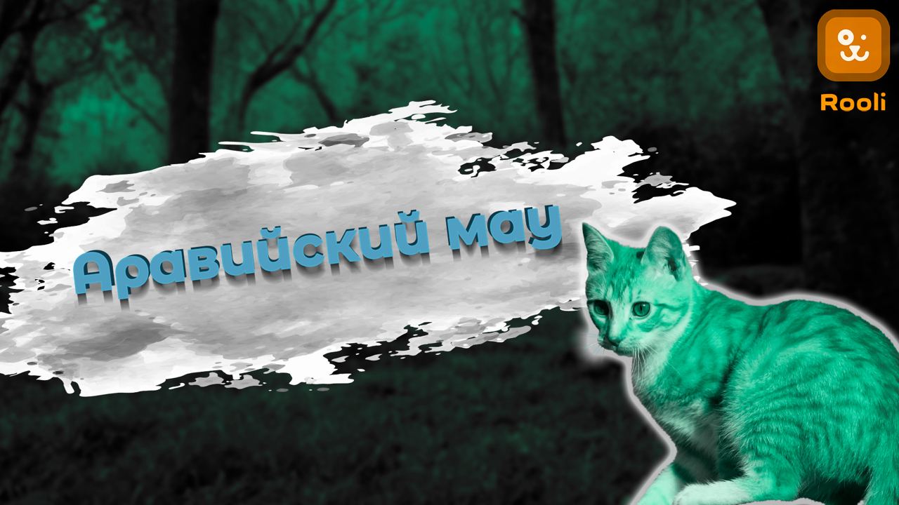 Особенности породы аравийская мау: что нужно знать?