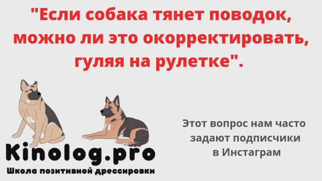 Если собака тянет поводок. Можно ли это скорректировать гуляя на рулетке.