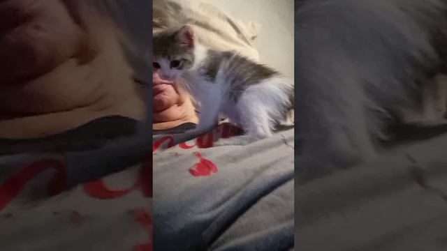 #котенок Знаешь почему не высыпаешься?