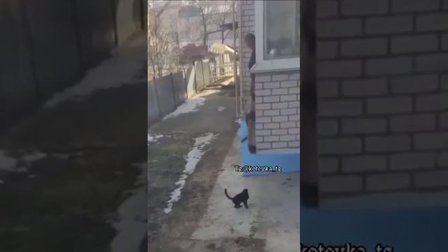 Васька, Муська домой😁