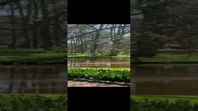 Парк КОЙКЕНХОФ. НИДЕРЛАНДЫ.