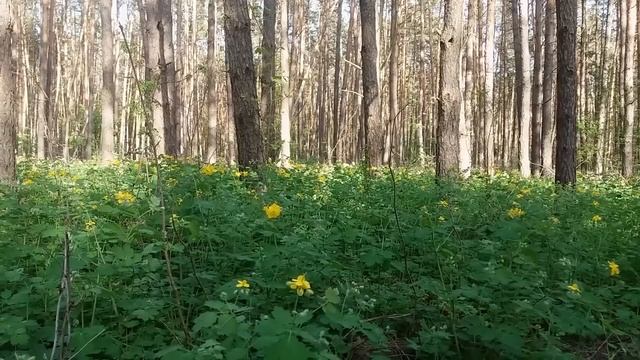 Успокаивающее пение птиц (ЖИВОЙ ЛЕС) Звуки природы