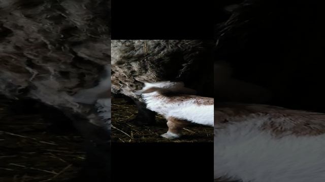 Когда кушать хочу, приспосабливаюсь.