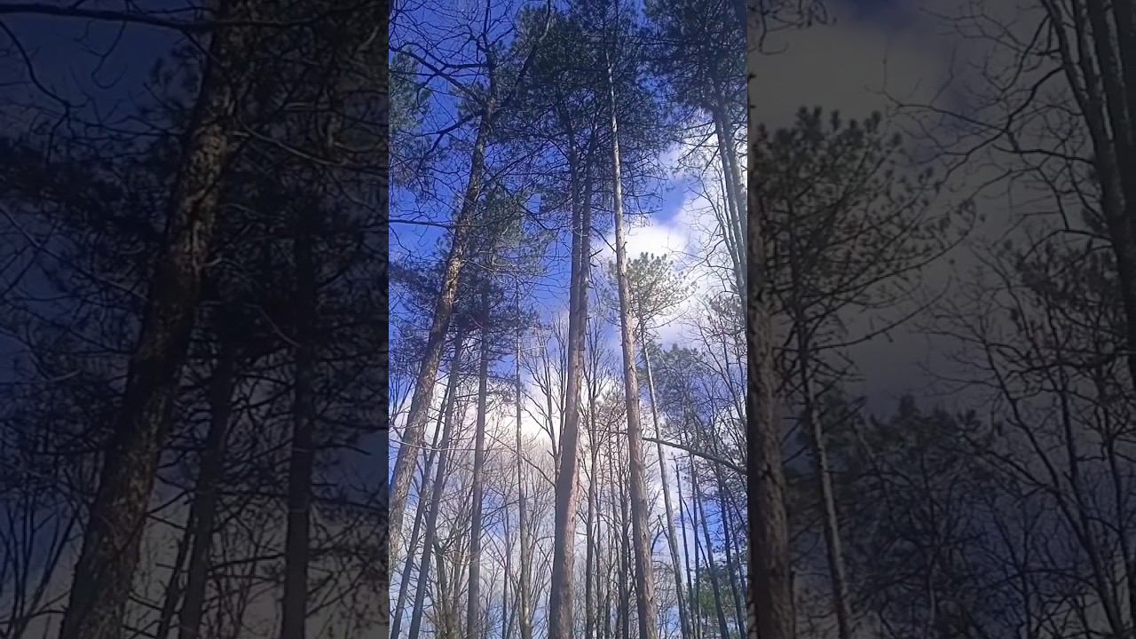 Разведка соснового леса