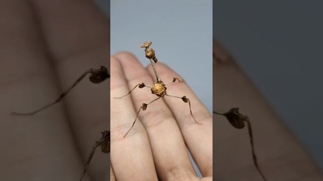 VID_20221218_205512_751.mp4
