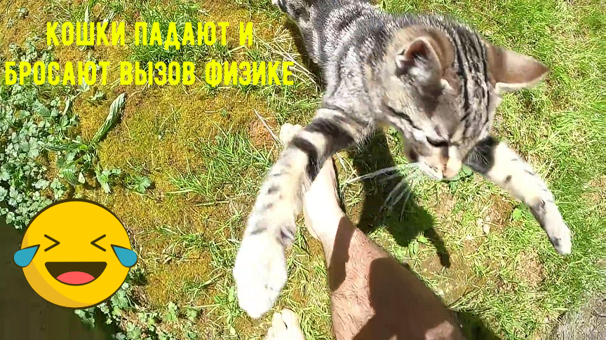 ЭТО НЕВЕРОЯТНО! Кошки доказывают, что они на самом деле просто большие котята.