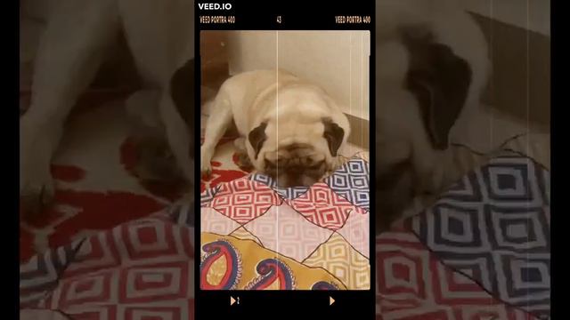Trippy the pug