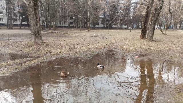 Ужас! Селезень бьет уточку в луже!