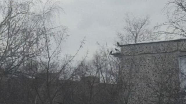 Галки на доме VID_20240312_095058