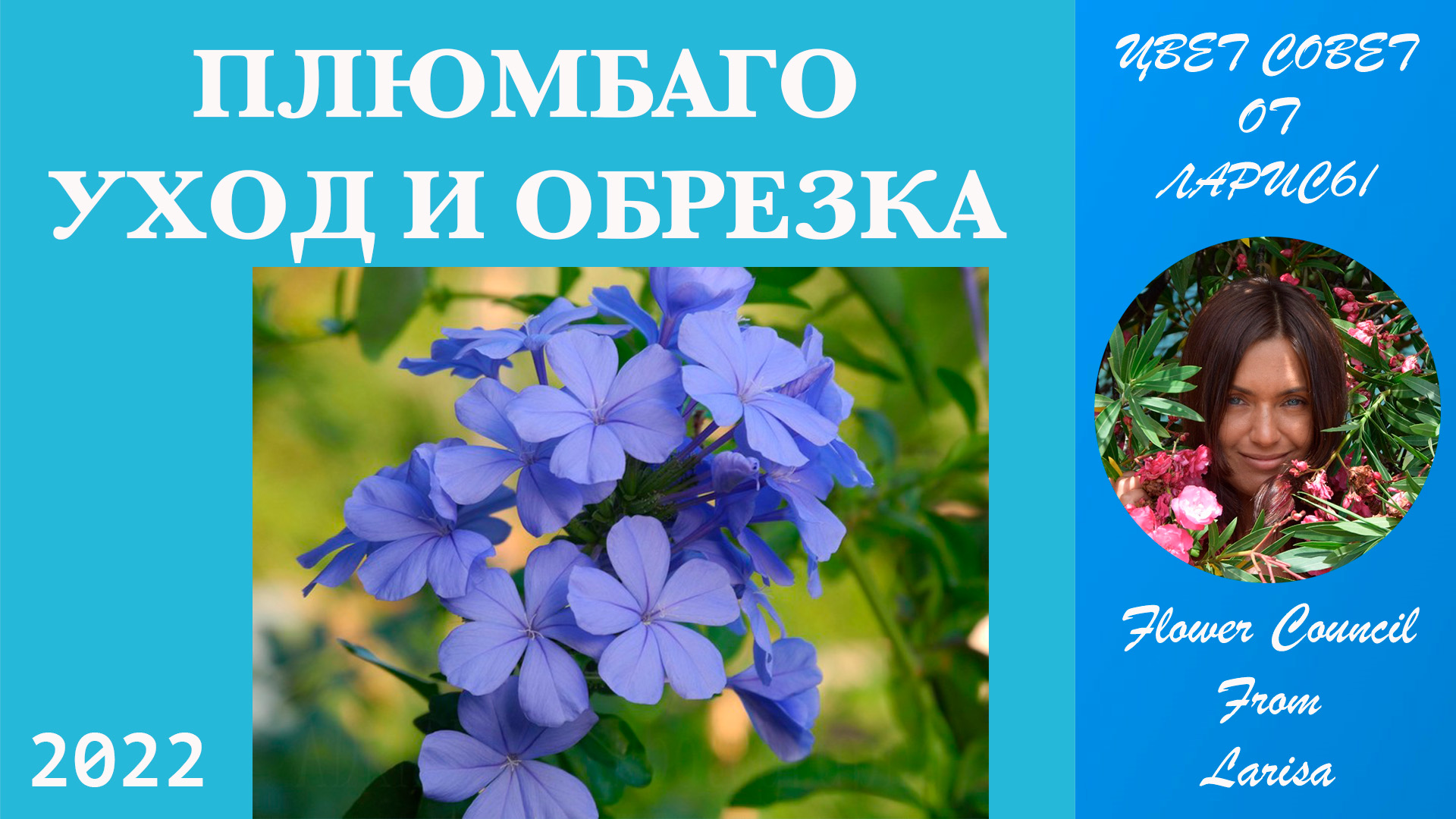 ПЛЮМБАГО УХОД И ОБРЕЗКА.mp4