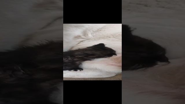 Алабайка-мама кошки? Бася из Тулы, видео от подписчика #алабаи