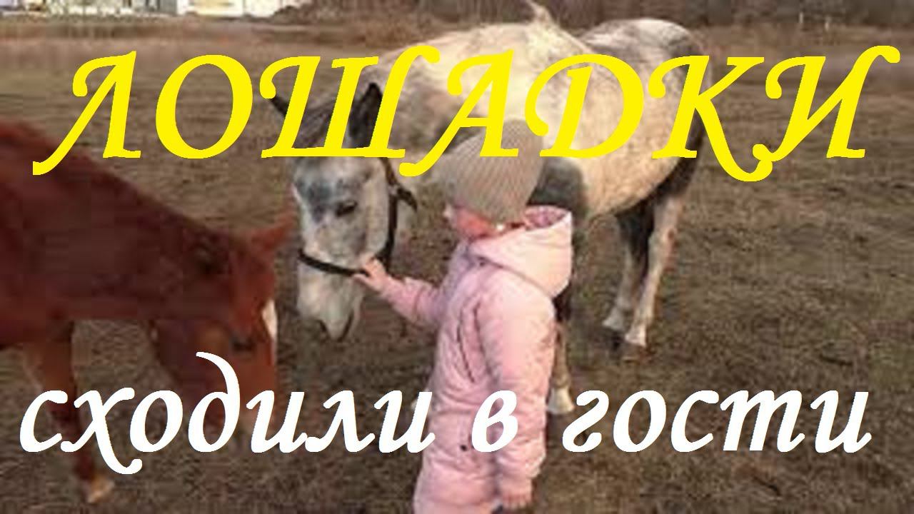 Лошадки (сходили в гости)