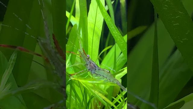 Аквариумные креветки макробрахиум видео