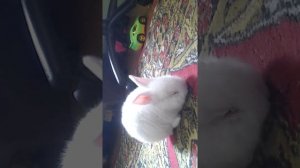 Бакс бани