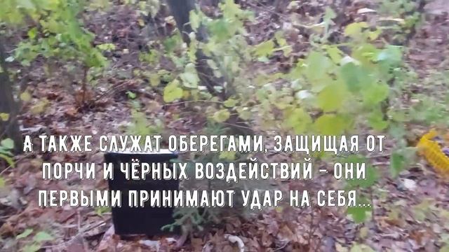 «Братьям», нашим меньшим, посвящается...