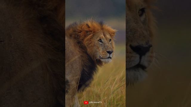 Yes Looks could kill??#reel #naturelover #wildlife #animal