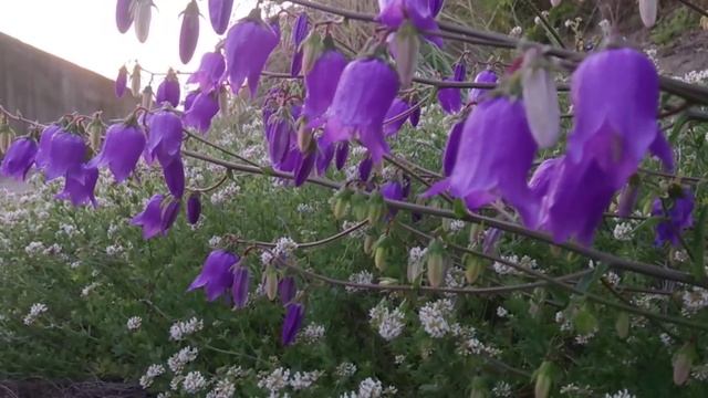 клип Чёрное море - Лазаревское, Сочи