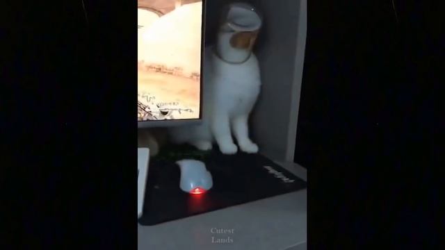 Приколы с котиками. Котики #99