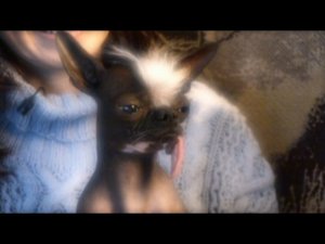 Самые страшные собаки в мире (World's Ugliest Dog Competition )