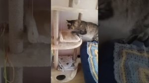 Мейн Кун. Котенку исполнился 1 годик! 😻