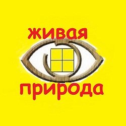 Божьи коровки.mp4