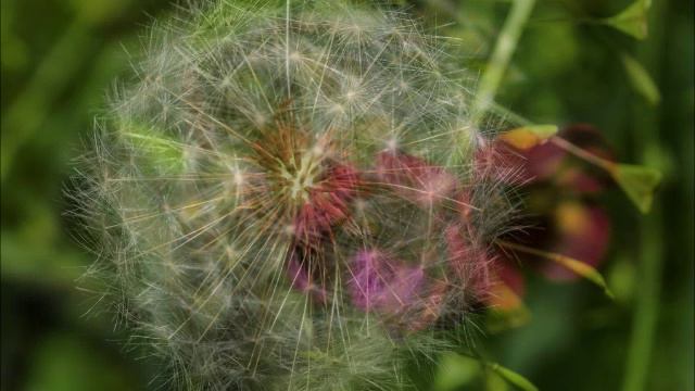 С днем рождения! (версия 4 2020 - 2021)