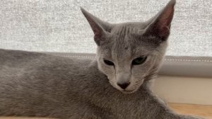 Коты и кошки. Мне бы такие нервы