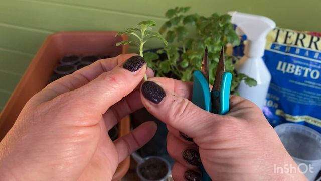 Из одного кустика 20 растений - это реально?. Хризантема? мультифлора черенкование?.