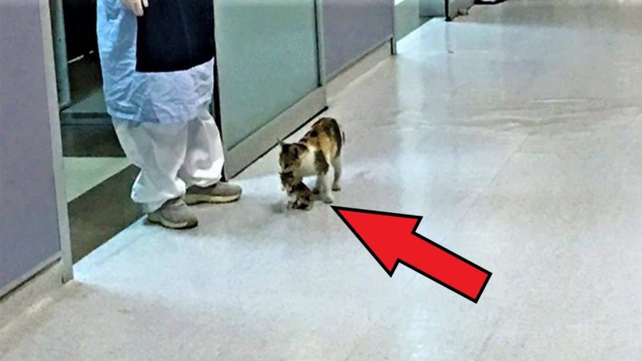 Кошка занесла пищащий комочек в больницу! Вы будете поражены узнав причину этого поступка!