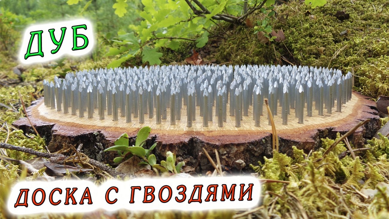 Дуб. Доска с оцинкованными гвоздями. Стояние на гвоздях. Древние практики йогов.