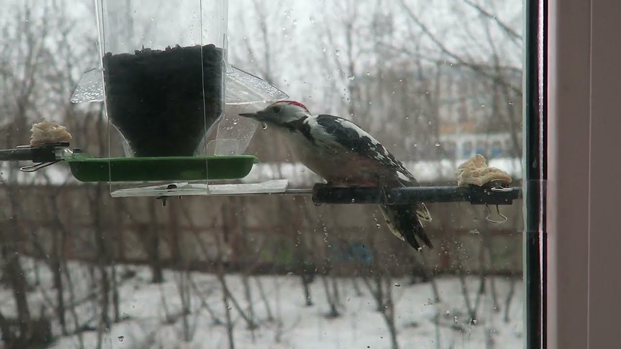 Средний пёстрый дятел