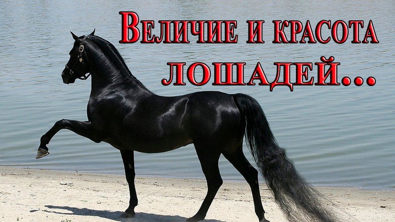Величие и красота  лошадей  *