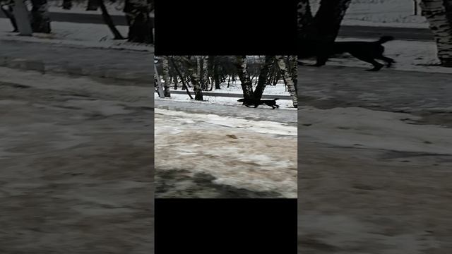 Красавцы