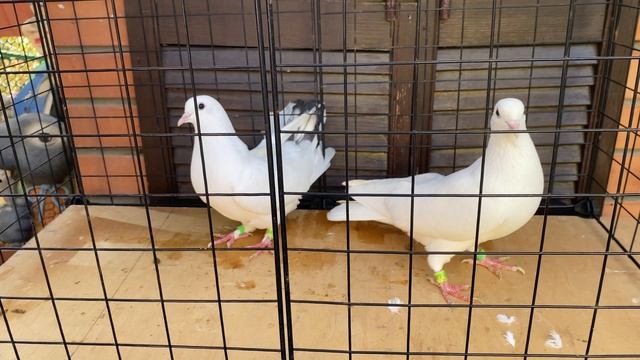 Бакинские старопородные голуби ?️ 02-11-2023